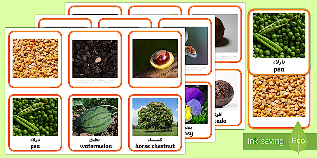 Seeds and Plants Matching Cards Matching Cards Arabic/English
