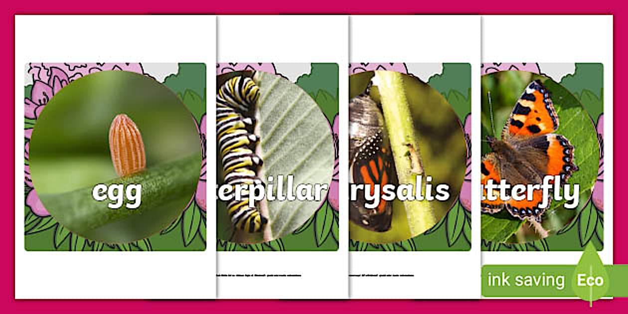 Butterfly Life Cycle Display Photo Cut Outs (teacher made)