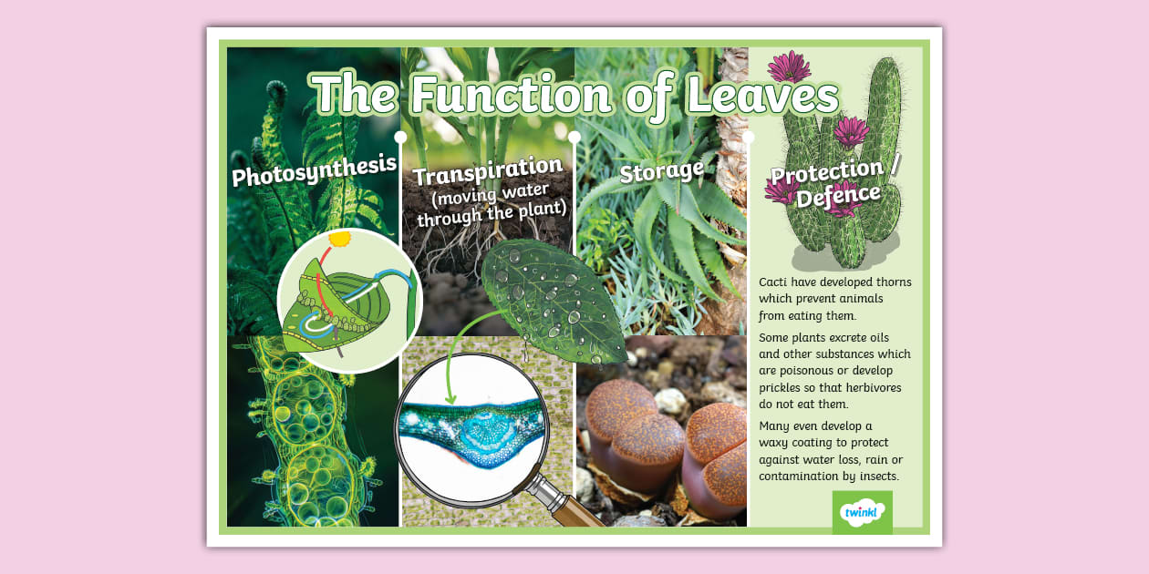 The Function of Leaves - Poster (Teacher-Made) - Twinkl