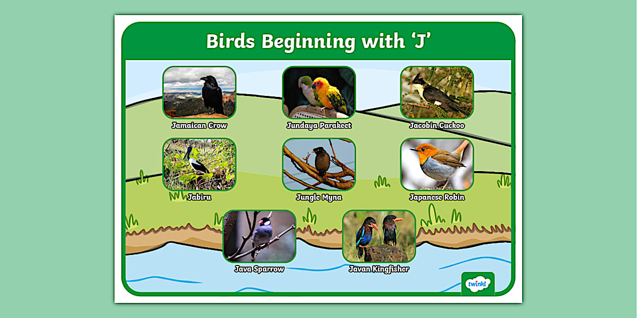 Birds That Start with the Letter 'J' Word Mat (Teacher-Made)