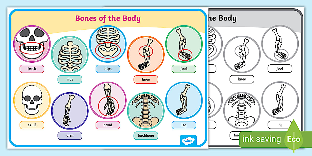 Bones of the Body Word Mat (teacher made) - Twinkl