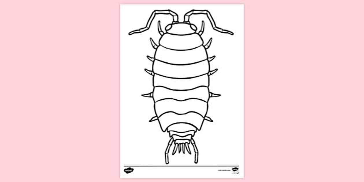 Pill Bug Colouring Page | Colouring Sheets (teacher made)