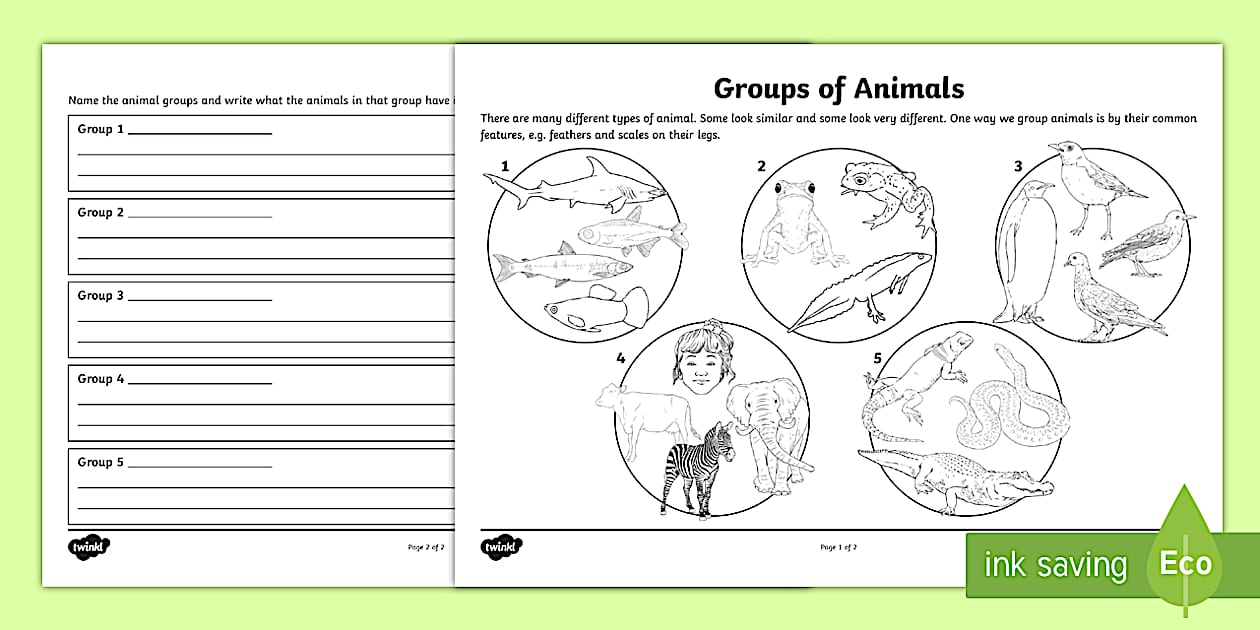 Animal Groups Worksheet (teacher made) - Twinkl