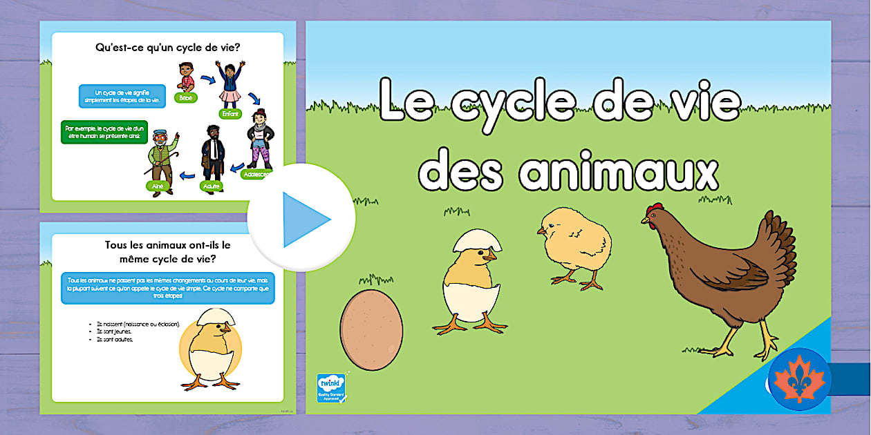 Animal Life Cycles Grade 2 PowerPoint French