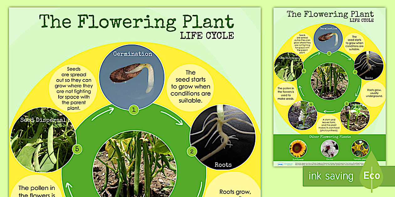 Flowering Plant Life Cycle Display Poster (teacher made)