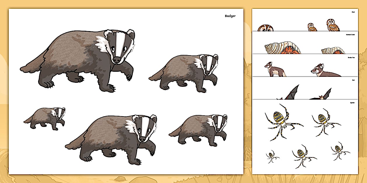 👉 Wild Animals Size Ordering - Twinkl