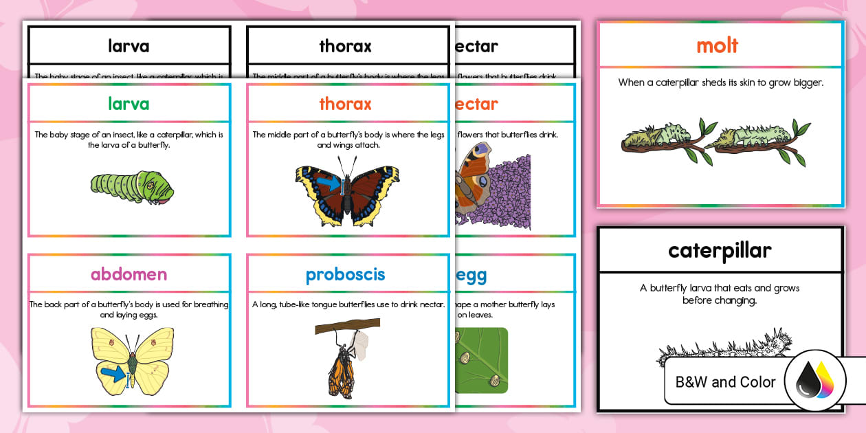 Butterfly Vocabulary Cards for K-2nd Grade (teacher made)