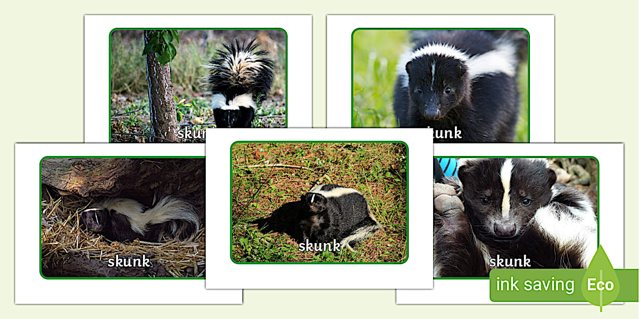 Skunk Pictures Display Photo Pack (teacher made) - Twinkl