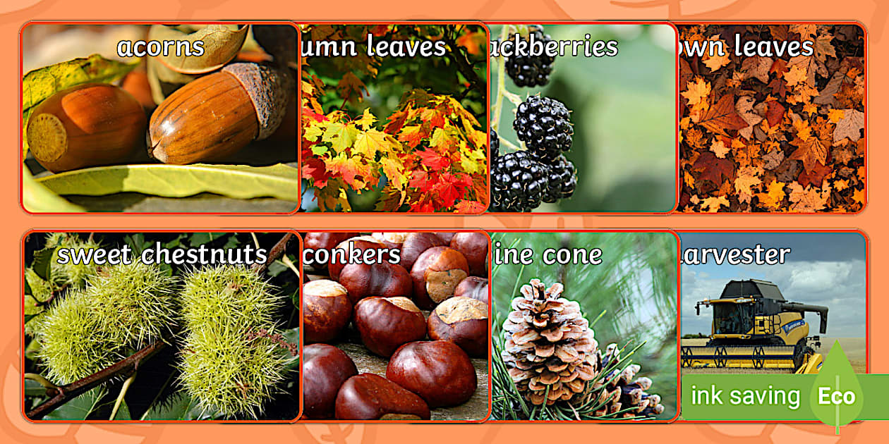 👉 Autumn Pictures for Children | KS1 Display Resources
