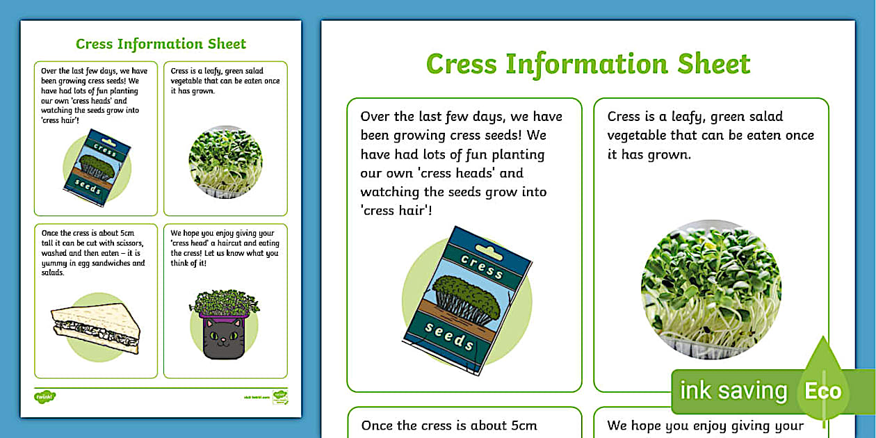 Cress Information Leaflet (teacher made) - Twinkl