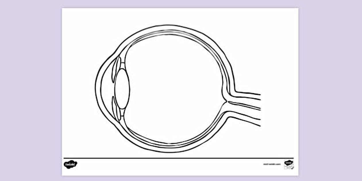 Diagram Of the Eye Side View No Labels - Colouring Sheet