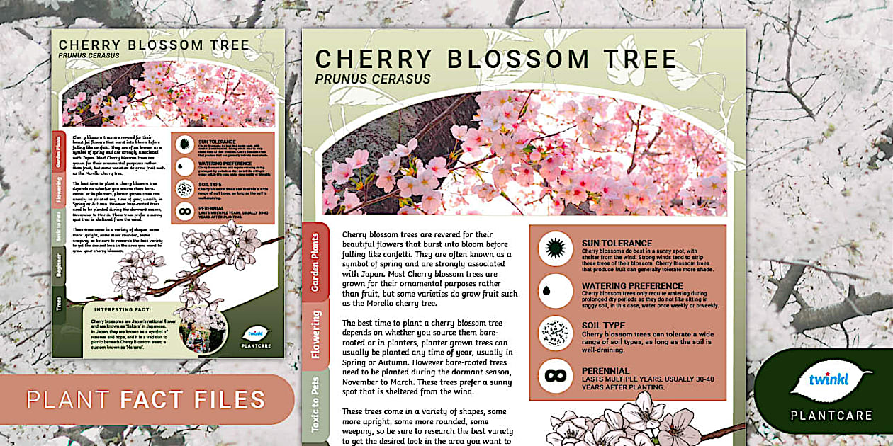 Garden Plant Fact File: Cherry Blossom Tree, Spring, Plants