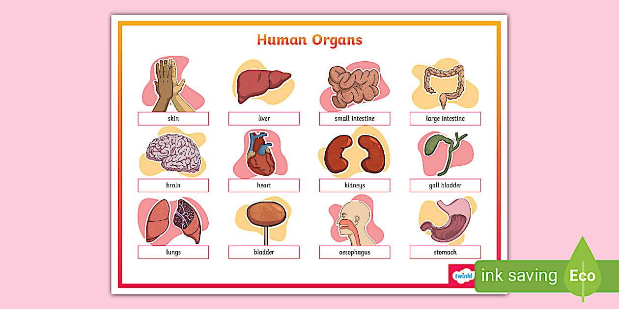 Human Organs Word Mat