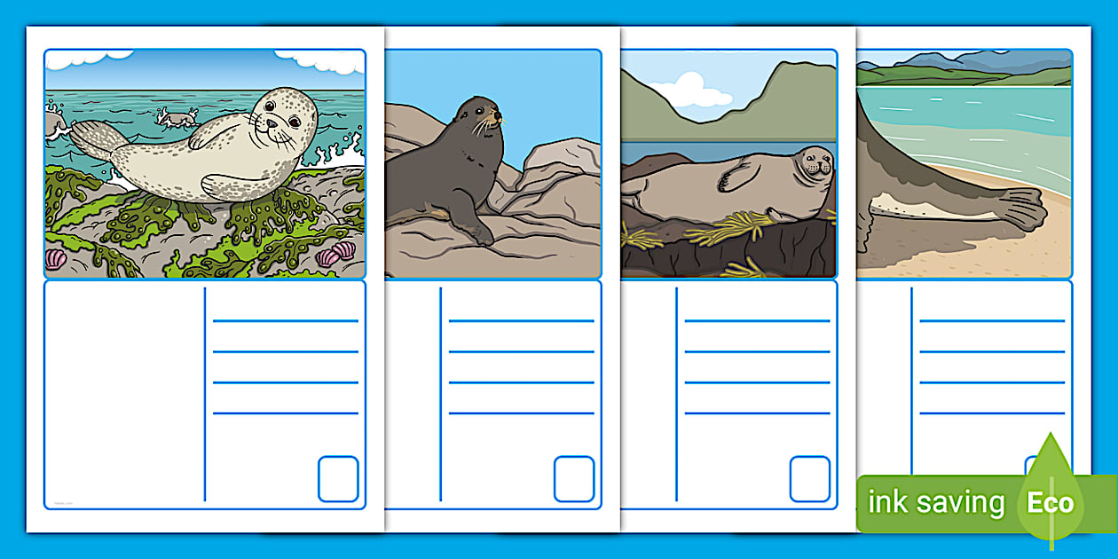 Seal Themed Postcards (Teacher-Made) - Twinkl