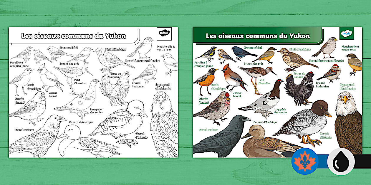 Birds of the Yukon French (Teacher-Made) - Twinkl