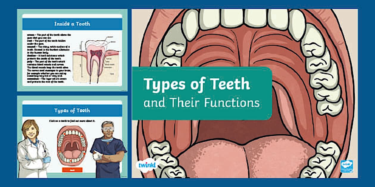 Types of Teeth and Their Functions PowerPoint for 3rd-5th Grade