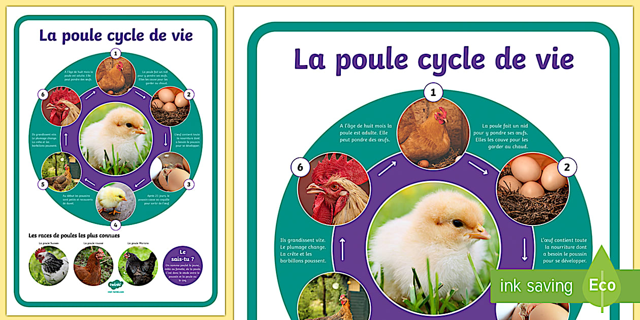 Grand poster : Le cycle de vie de la poule - Twinkl