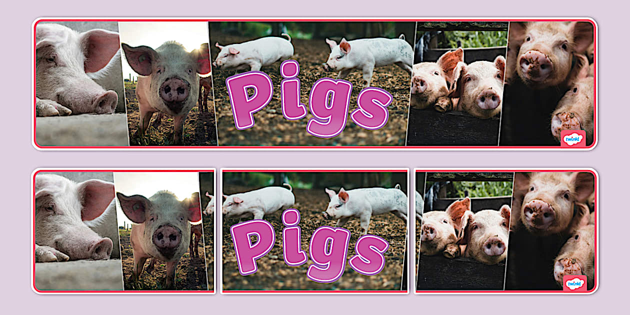 Pigs Photo Display Banner (teacher made) - Twinkl