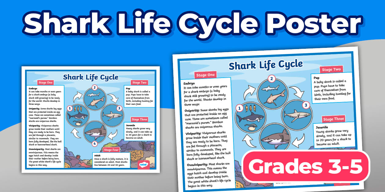Shark Life Cycle Poster for 3rd-5th Grade