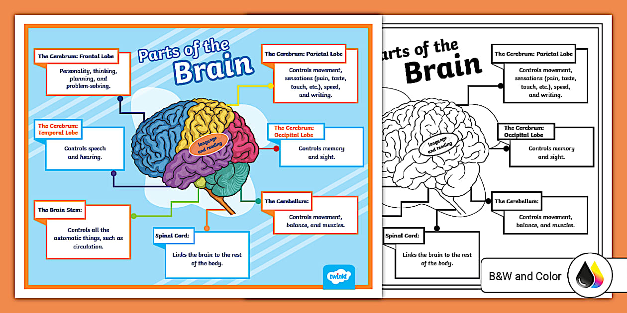 Parts of the Brain Poster (Teacher-Made) - Twinkl