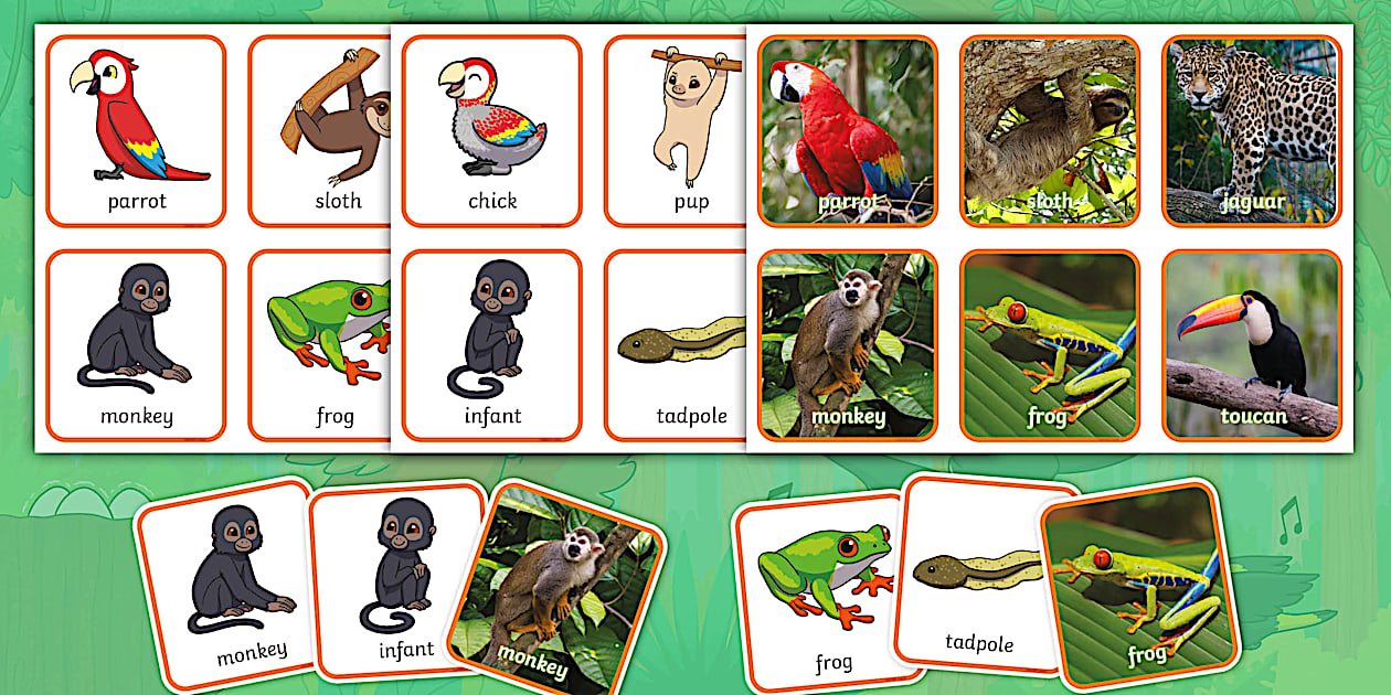 Jungle Animals and Their Babies Matching Cards| Twinkl
