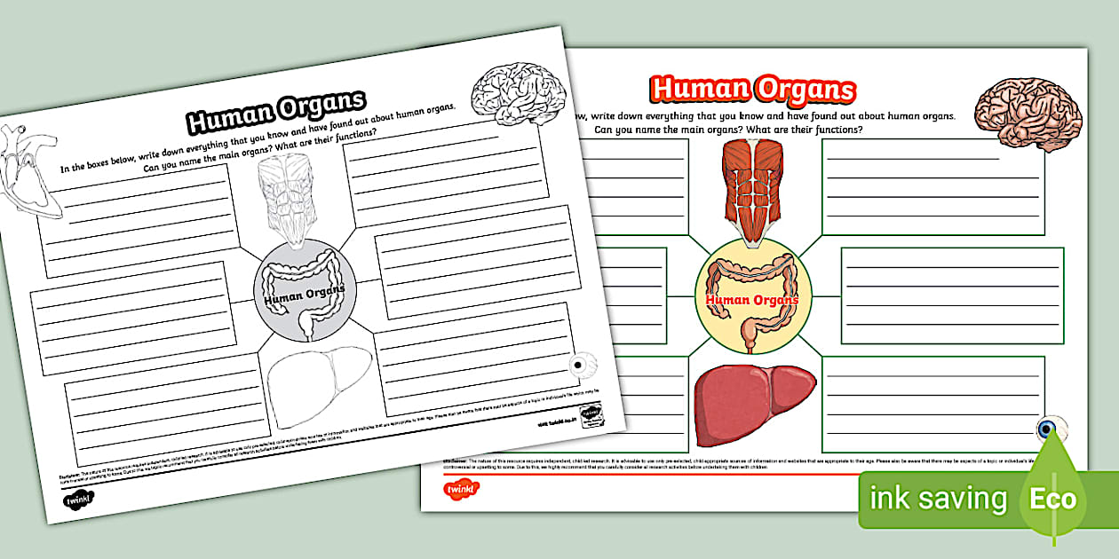 Human Organs Mind Map (teacher made) - Twinkl