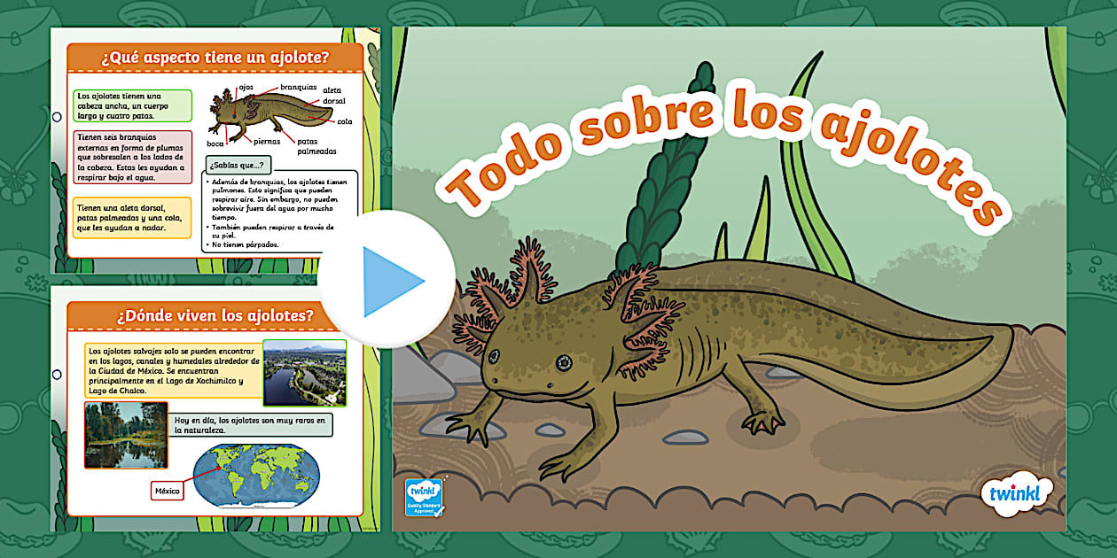 Todo sobre los ajolotes - PowerPoint (teacher made) - Twinkl