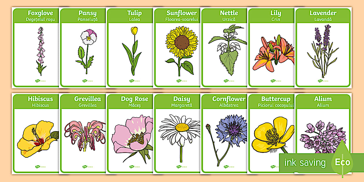 Flower Identification Display Posters English/Romanian - Flower ...