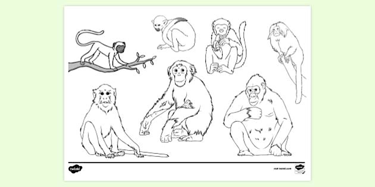 Monkeys Colouring | Colouring Sheets (teacher made) - Twinkl
