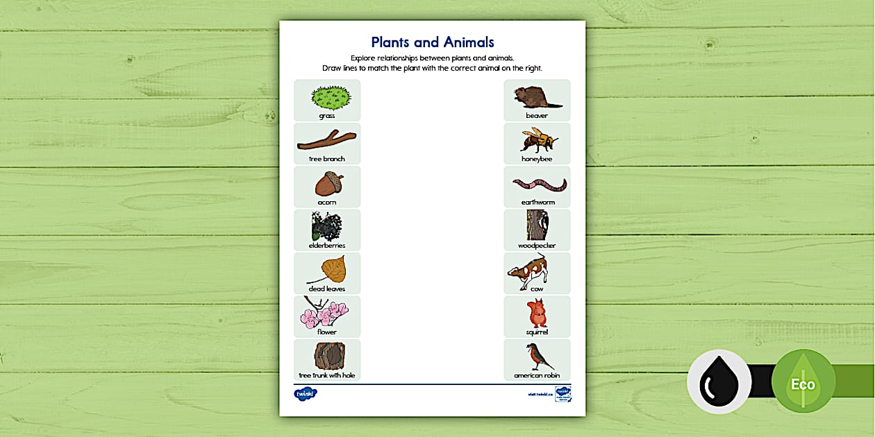 Relationship Between Plants and Animals Matching Activity