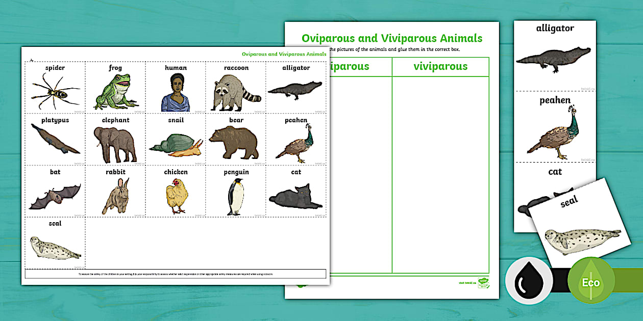 Oviparous and Viviparous Sorting Activity - Twinkl