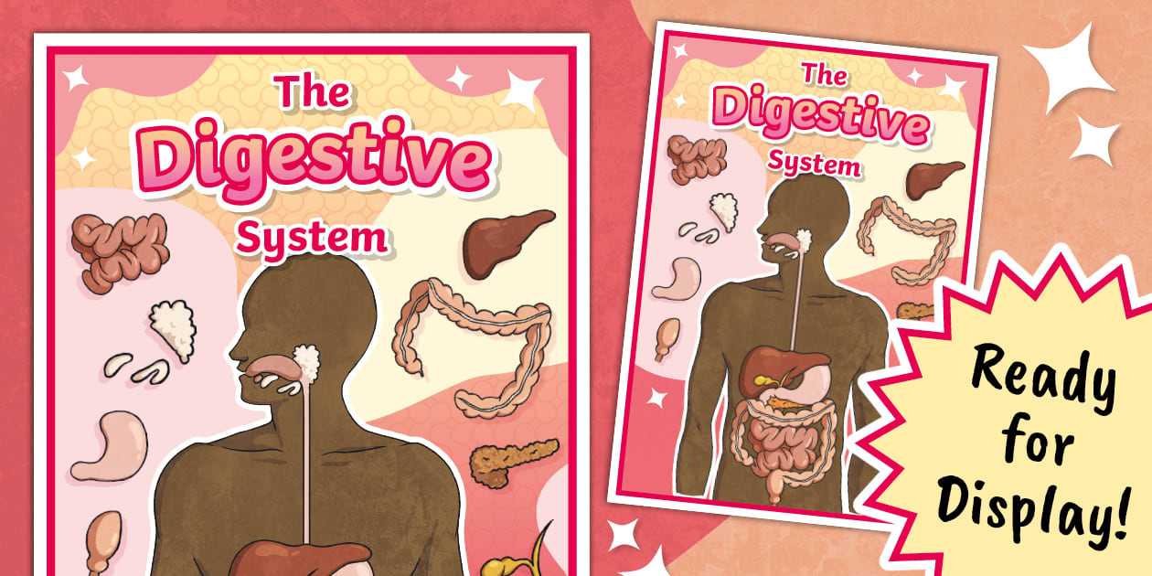 * NEW * The Digestive System Display Poster - KS2 - Twinkl