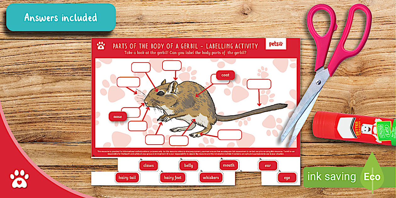 Parts of the Body of a Gerbil - Labelling Activity - Twinkl