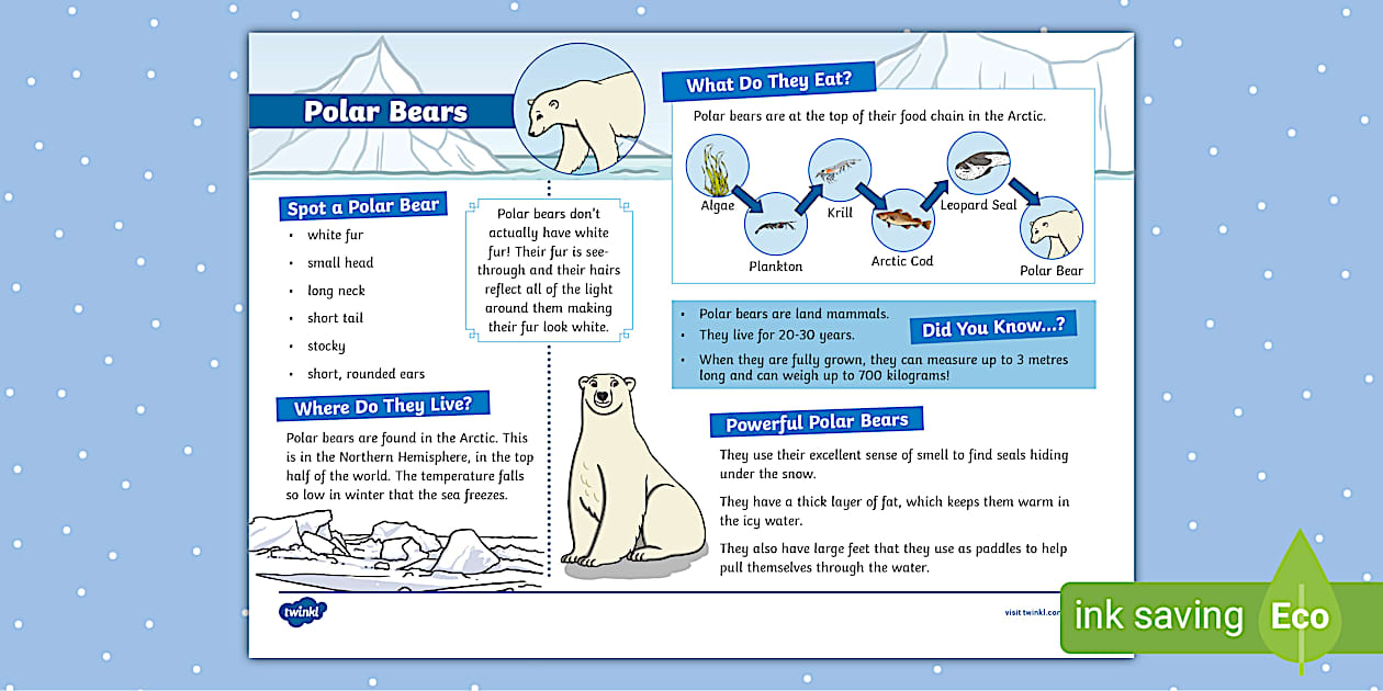 What Do Polar Bears Eat? Get the answer in this Fact File