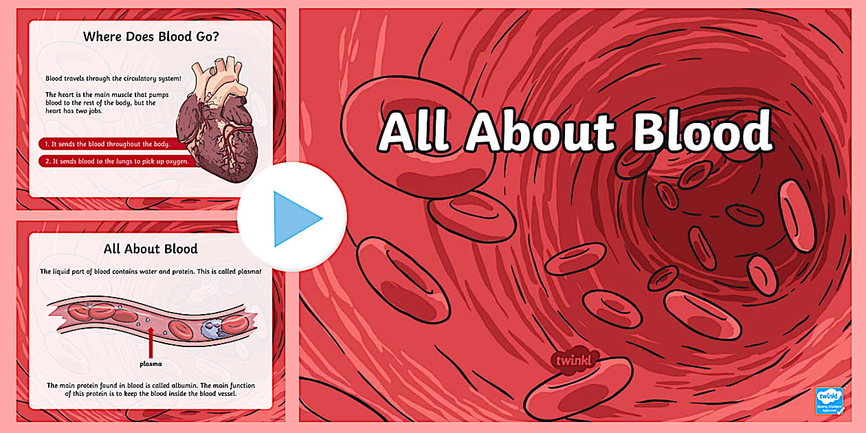 Components of Blood Lesson Plan | Blood Activity - Twinkl