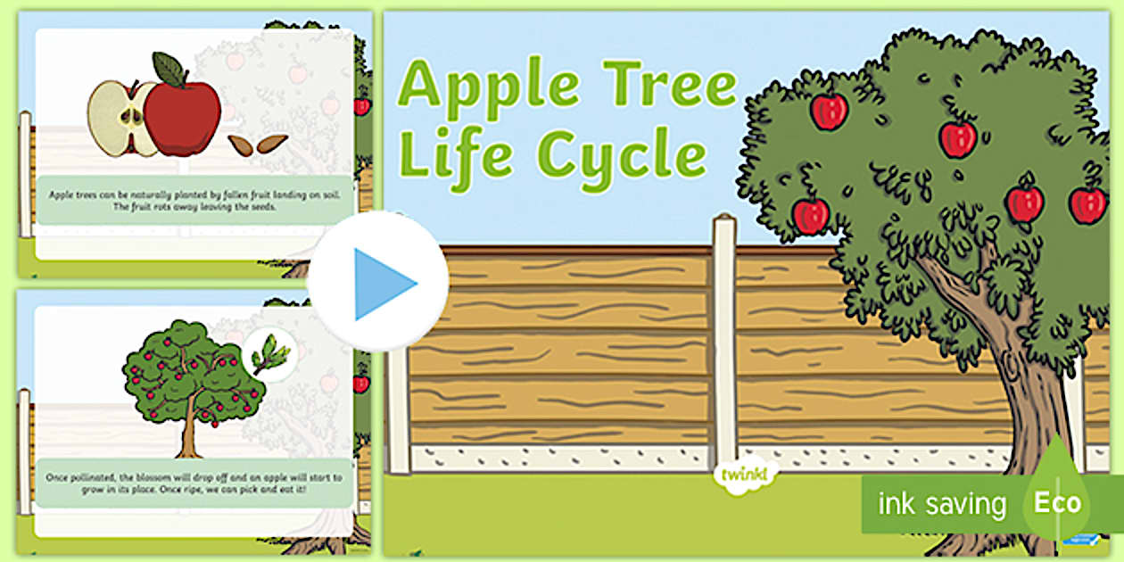 KS1 Life Cycle of an Apple Tree PowerPoint (teacher made)