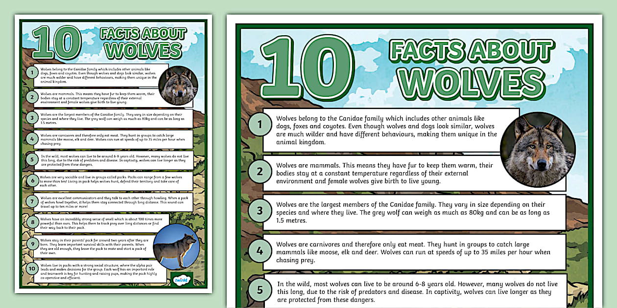 KS2 10 Facts About Wolves Display Poster (teacher made)