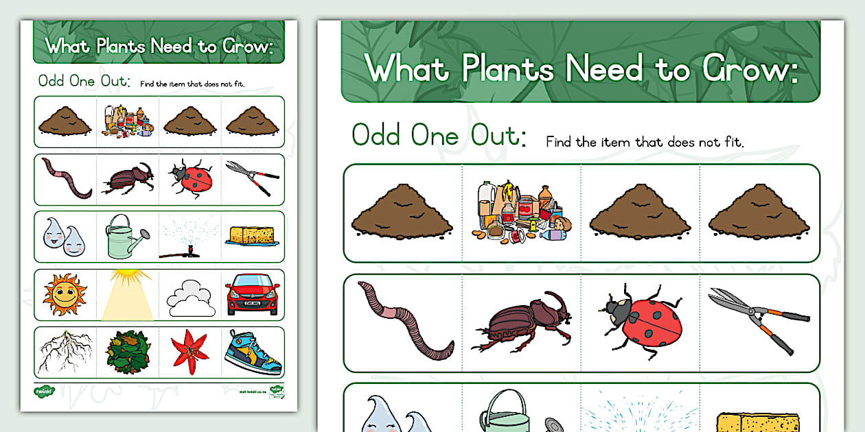 What Plants Need to Grow Odd One Out (teacher made) - Twinkl