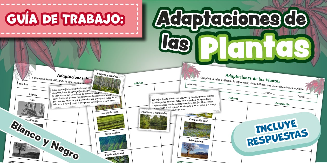 Guía | Trabajo | Adaptaciones | Plantas