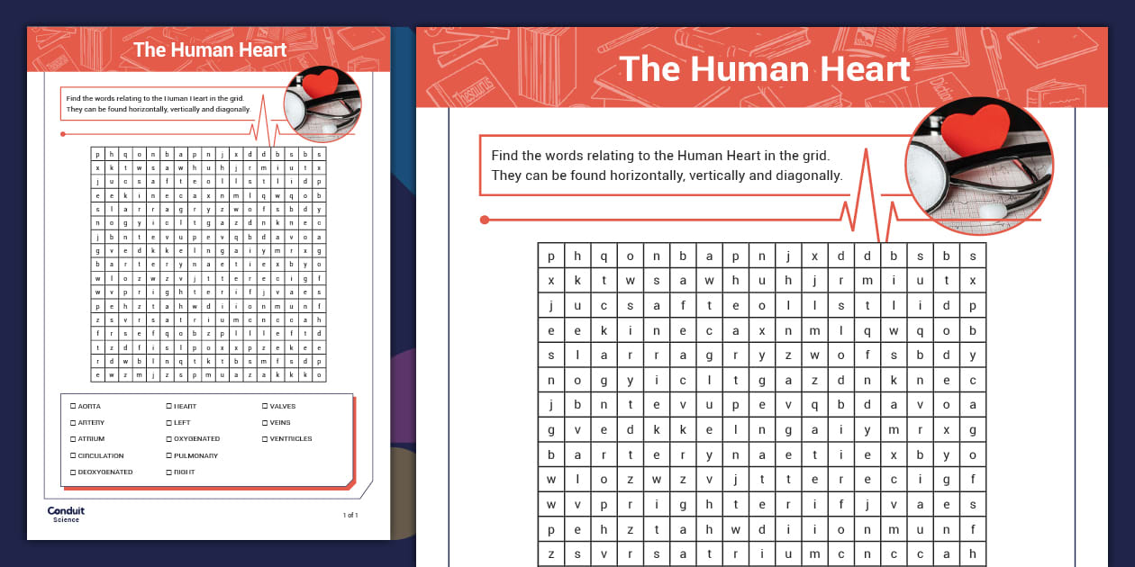 The Human Heart: Word Search (teacher made) - Twinkl