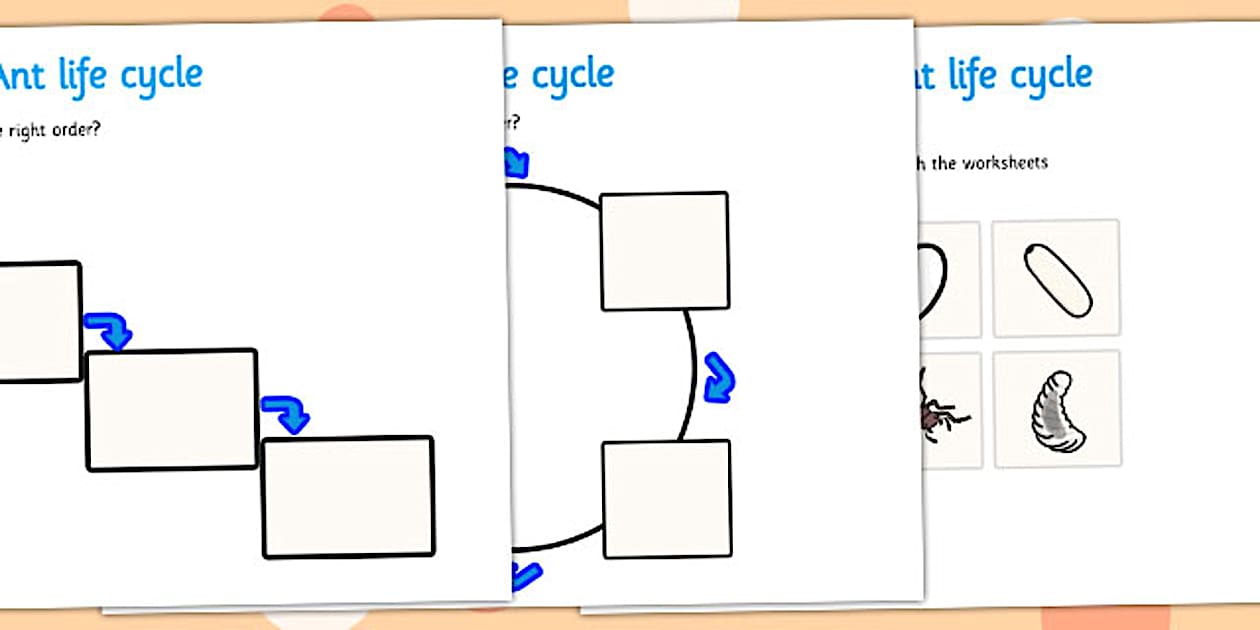 Ant Life Cycle Worksheets - Science Resource (teacher made)
