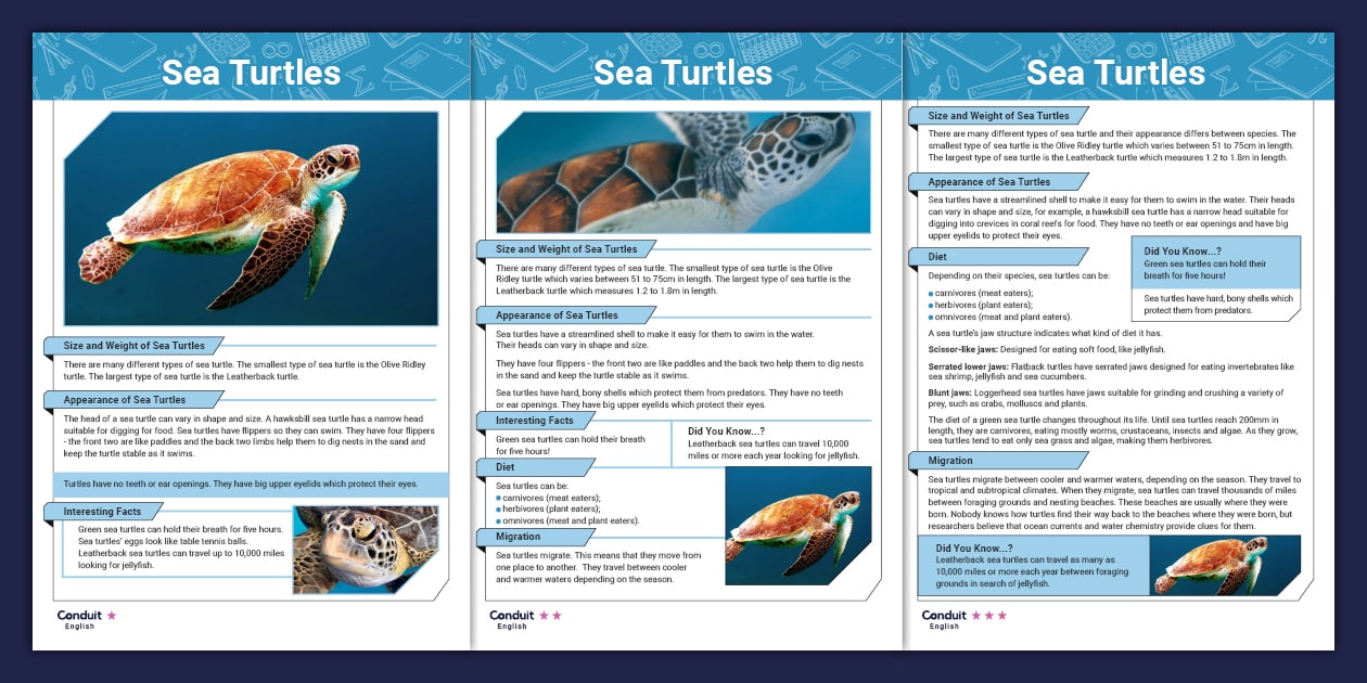 Reinforcing Reading Sea Turtles Differentiated Comprehension