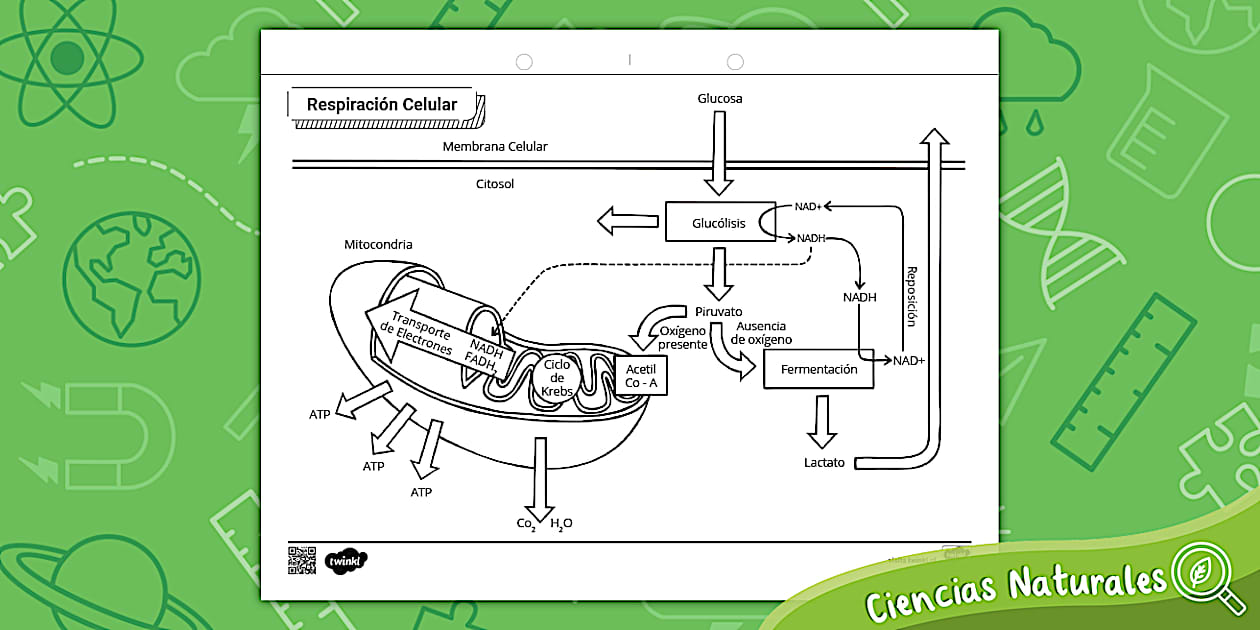 Ciencias | Respiración Celular | Currículum | Unidad 1