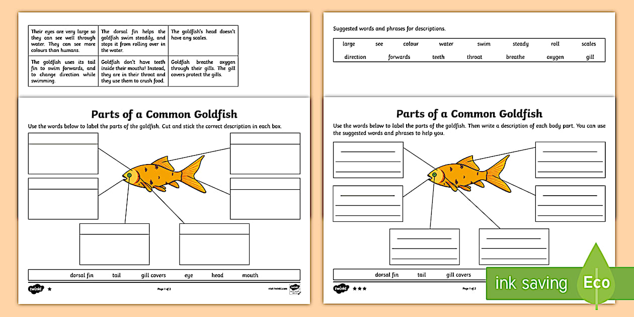 Parts of a Goldfish Differentiated Worksheet - Twinkl