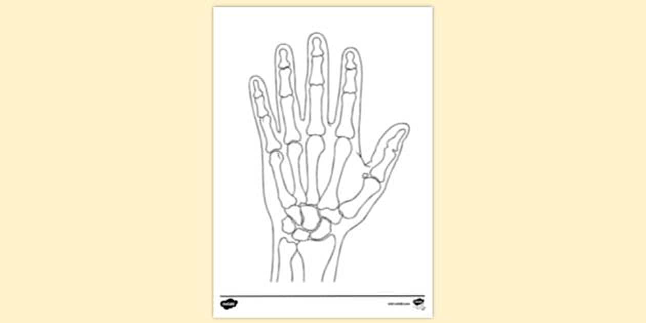 Hand X Ray Colouring | Colouring Sheet (teacher made)