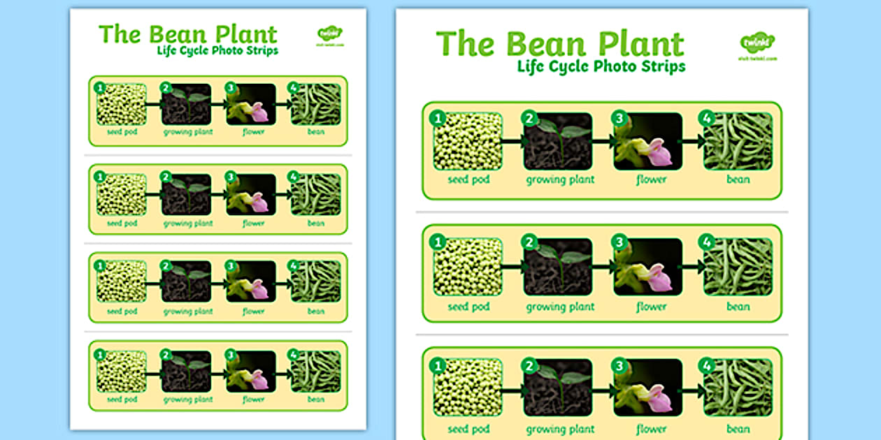 Bean Plant Life Cycle Photo Strip (teacher made) - Twinkl