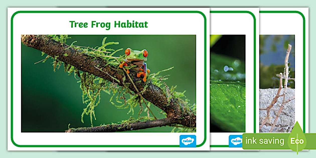 Tree Frog Habitat Poster - KS1 (Teacher-Made) - Twinkl