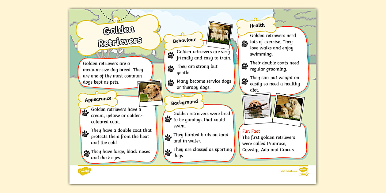 Golden Retriever Fact File - KS1 - Animals (Teacher-Made)