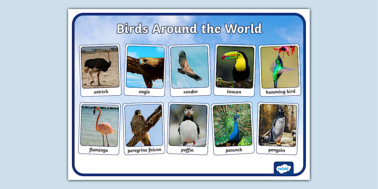Birds Around the World Photo Display Poster (teacher made)