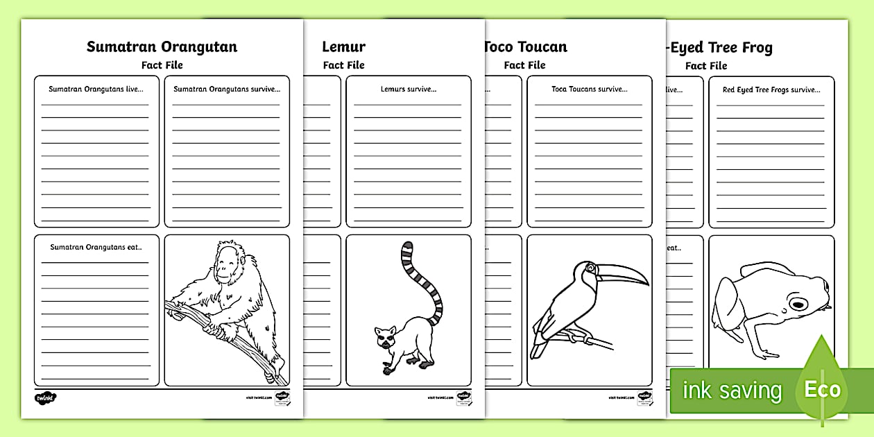 KS1 Animals in Rainforests - Fact File Worksheets - Twinkl